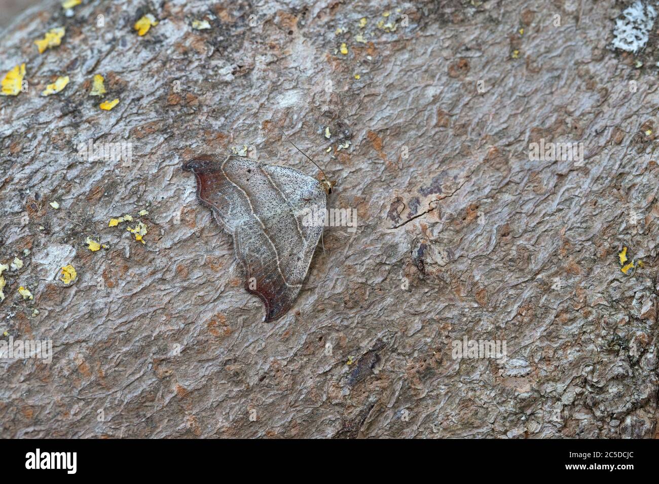 Beautiful uk moths hi-res stock photography and images - Alamy