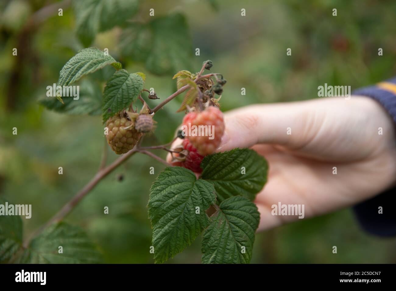 Raspberry canes allotment hi-res stock photography and images - Alamy
