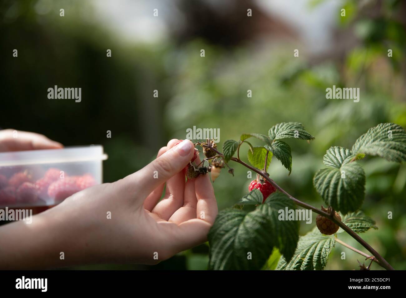 Raspberry Canes Allotment High Resolution Stock Photography and Images ...