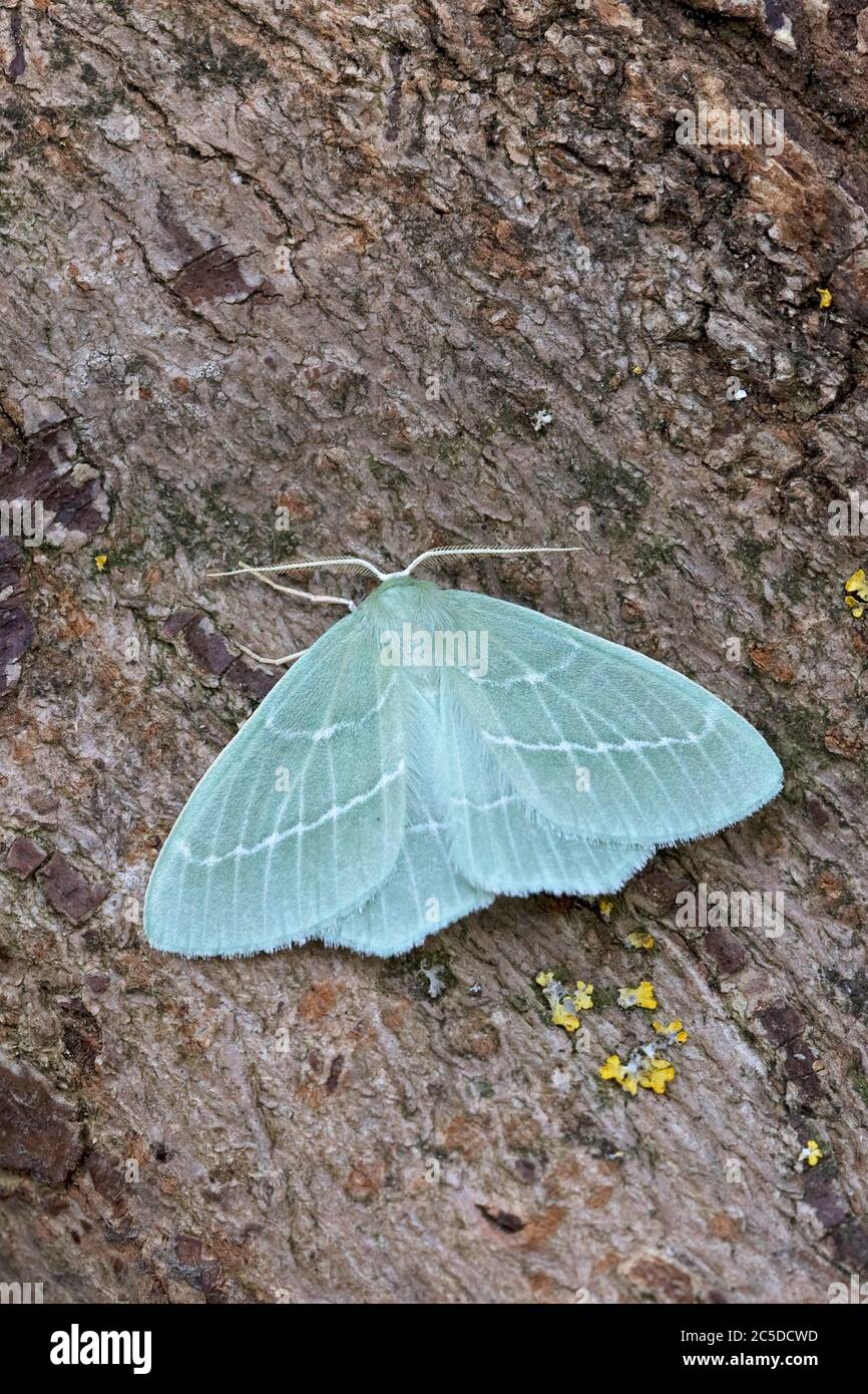 Small emerald moth hemistola chrysoprasaria hi-res stock photography ...