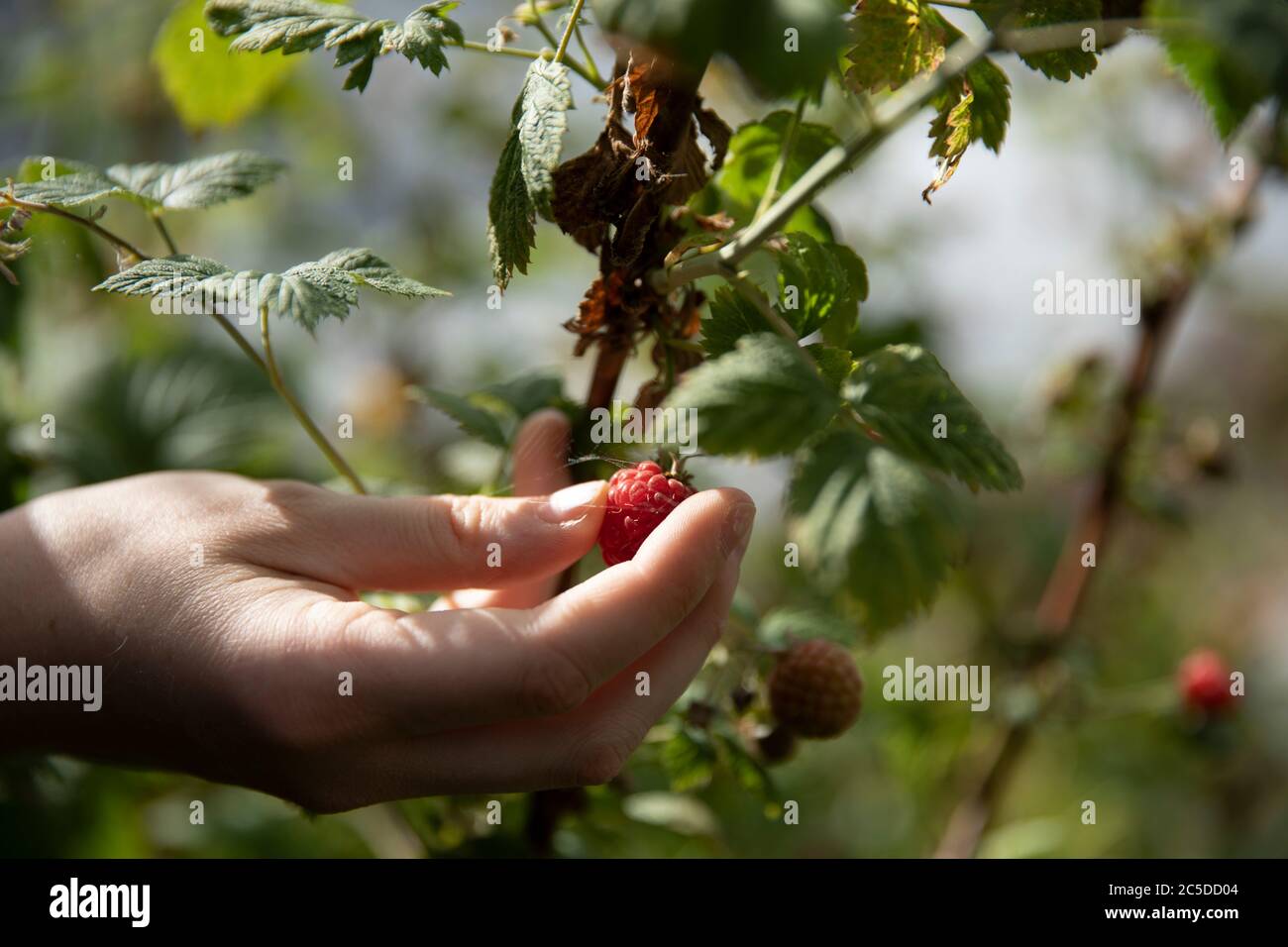Raspberry canes hi-res stock photography and images - Alamy