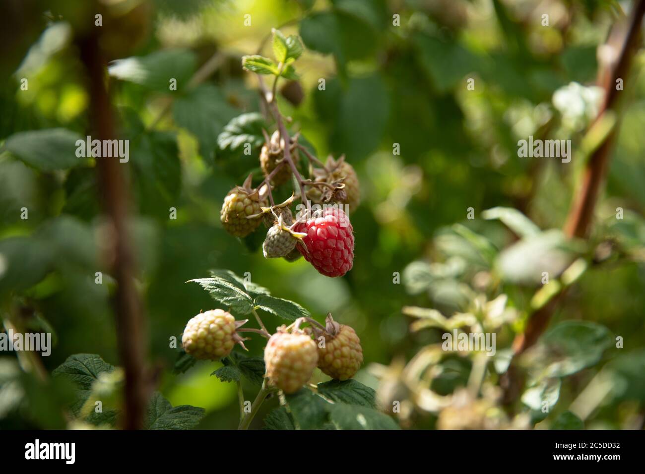 Raspberry patch hi-res stock photography and images - Alamy
