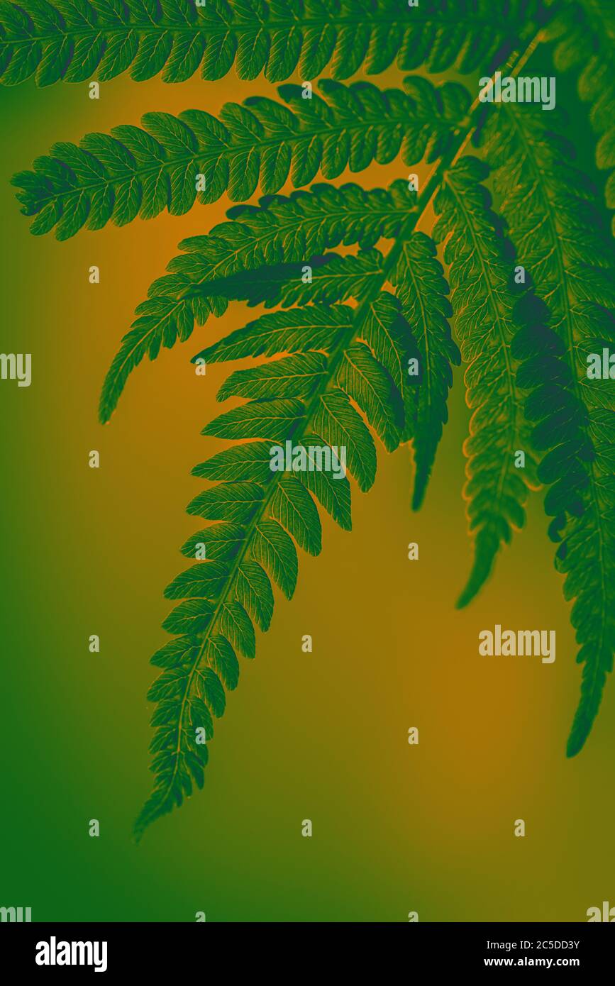 Toned background in green and yellow in the sunshine fern leaves. Green ...