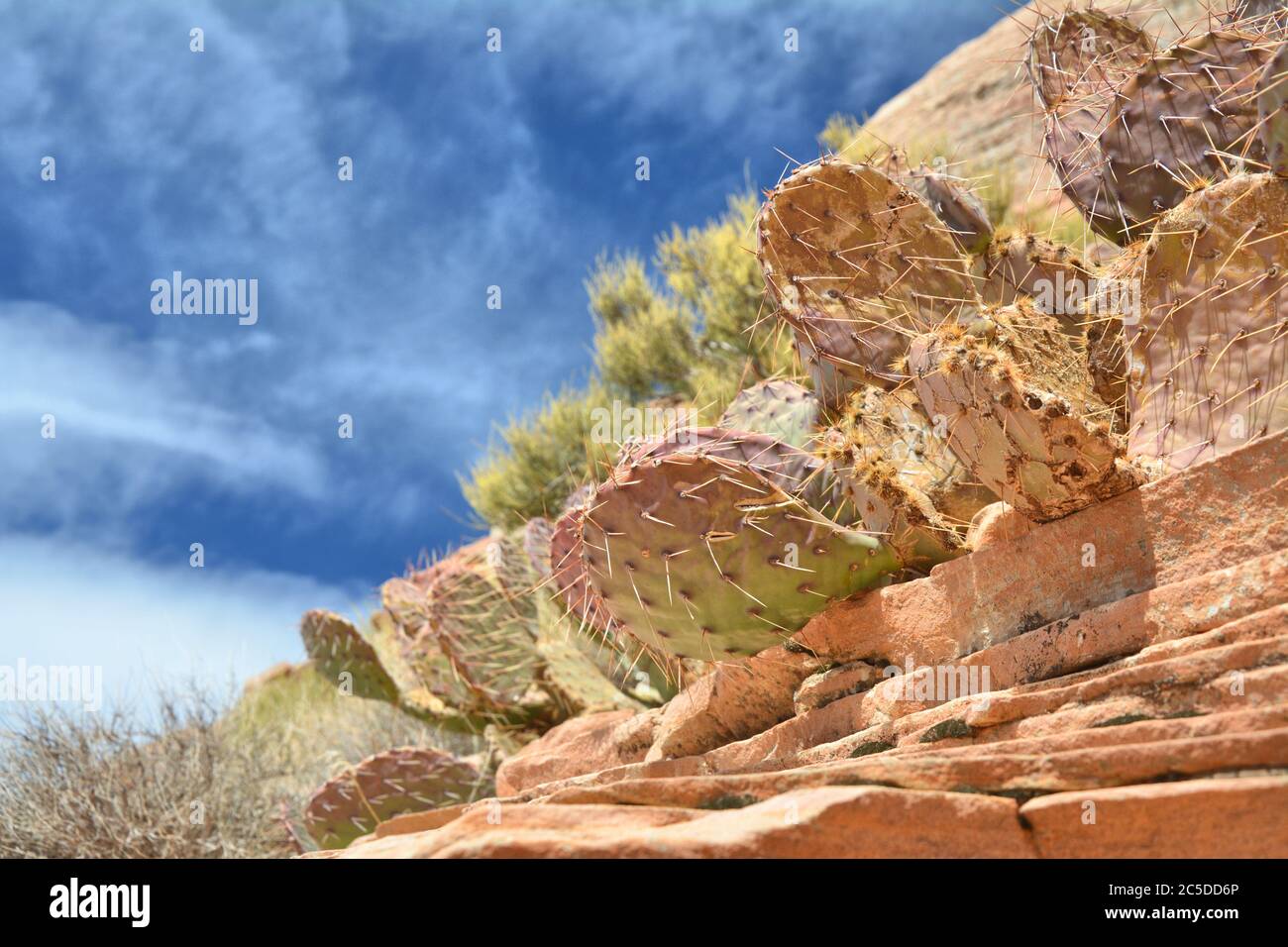 Vegetation of the Grand Canyon, cactus plants growing on the rocks ...