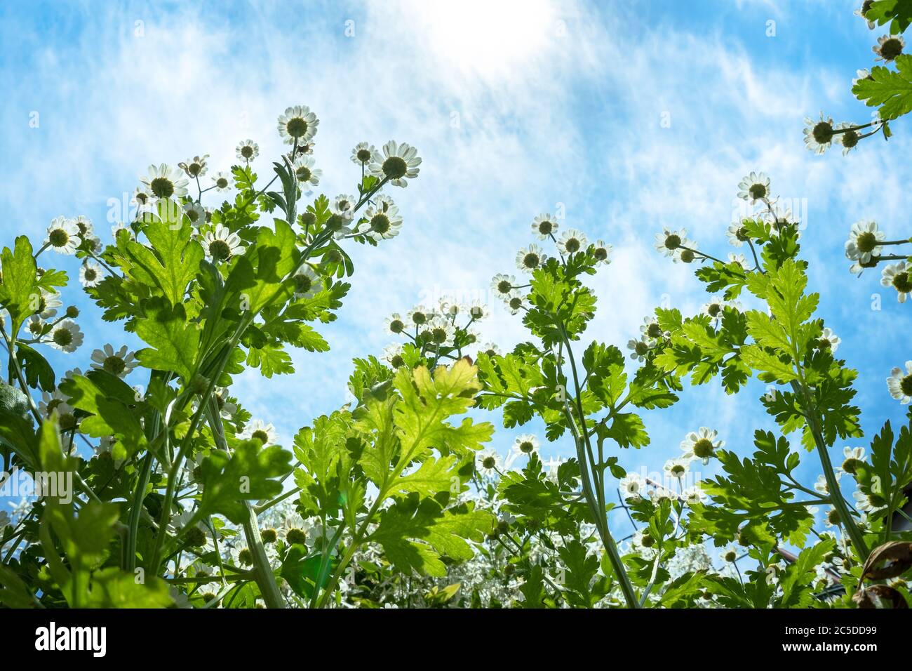 Bottom of flower hi-res stock photography and images - Alamy