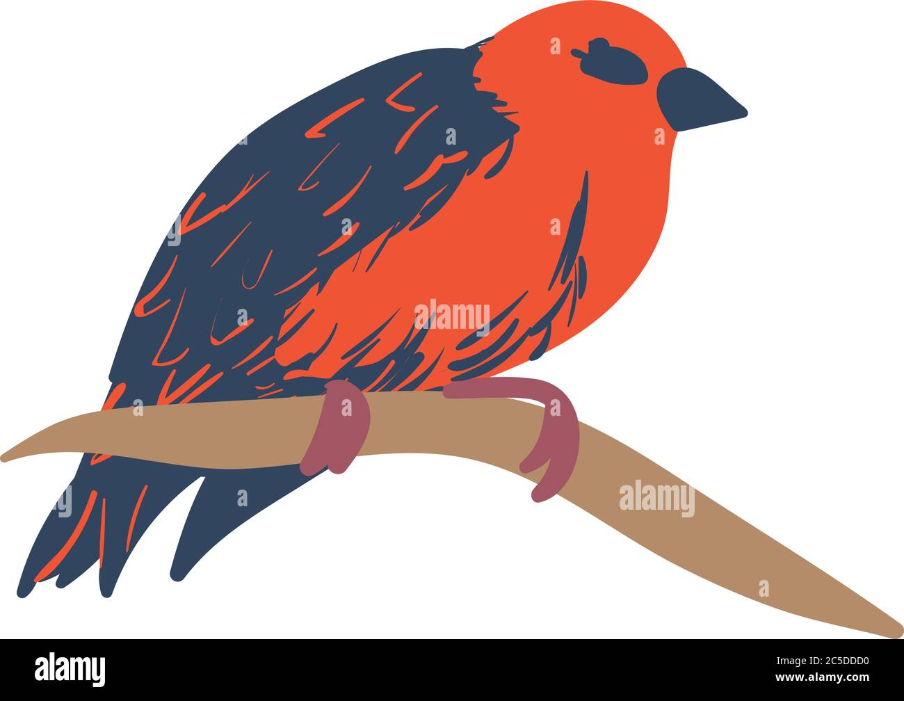 red fody bird vector illustration Stock Vector Image & Art - Alamy