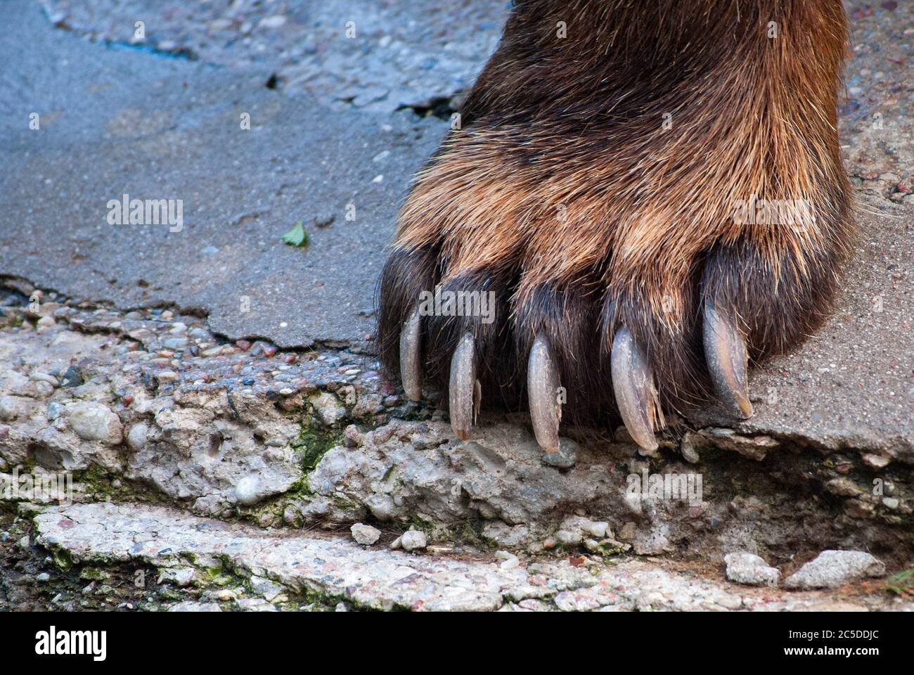 Brown Bear Paws