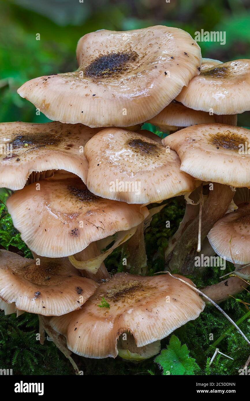 Toadstalls hi-res stock photography and images - Alamy
