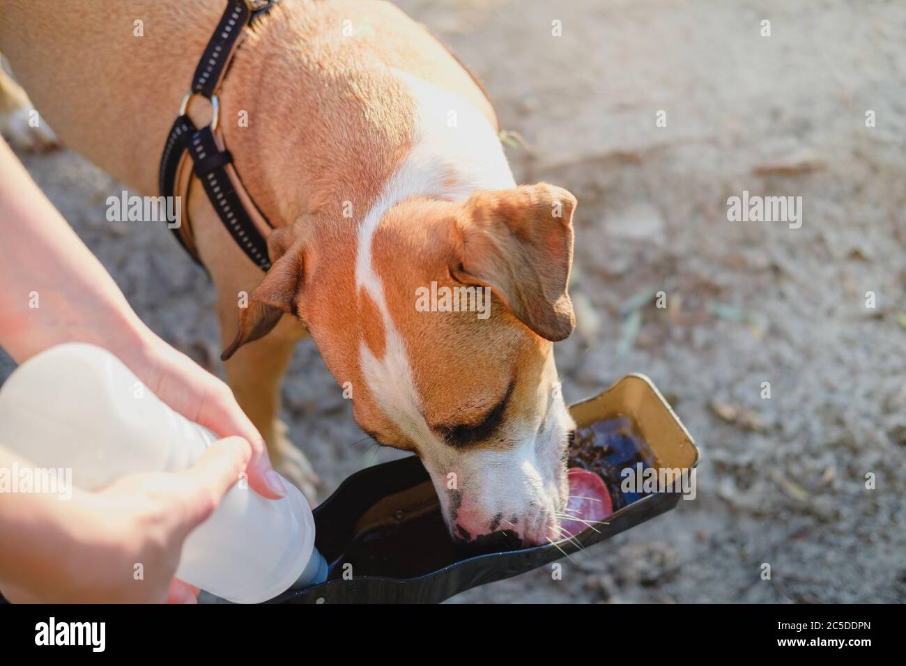 Keeping a dog hydrated in summer. Using dog water bottle at walk or ...