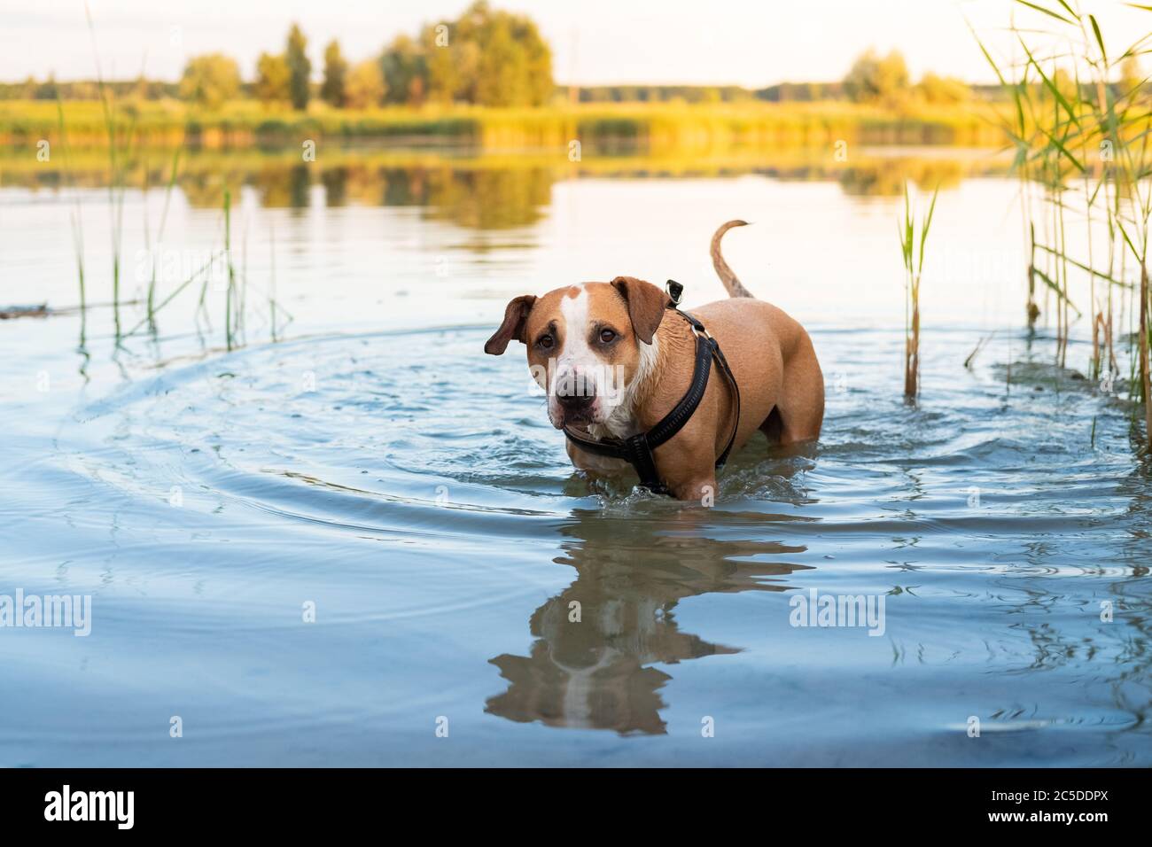Dog enjoys a swim in the clean lake in summer. Active pets, swimming ...