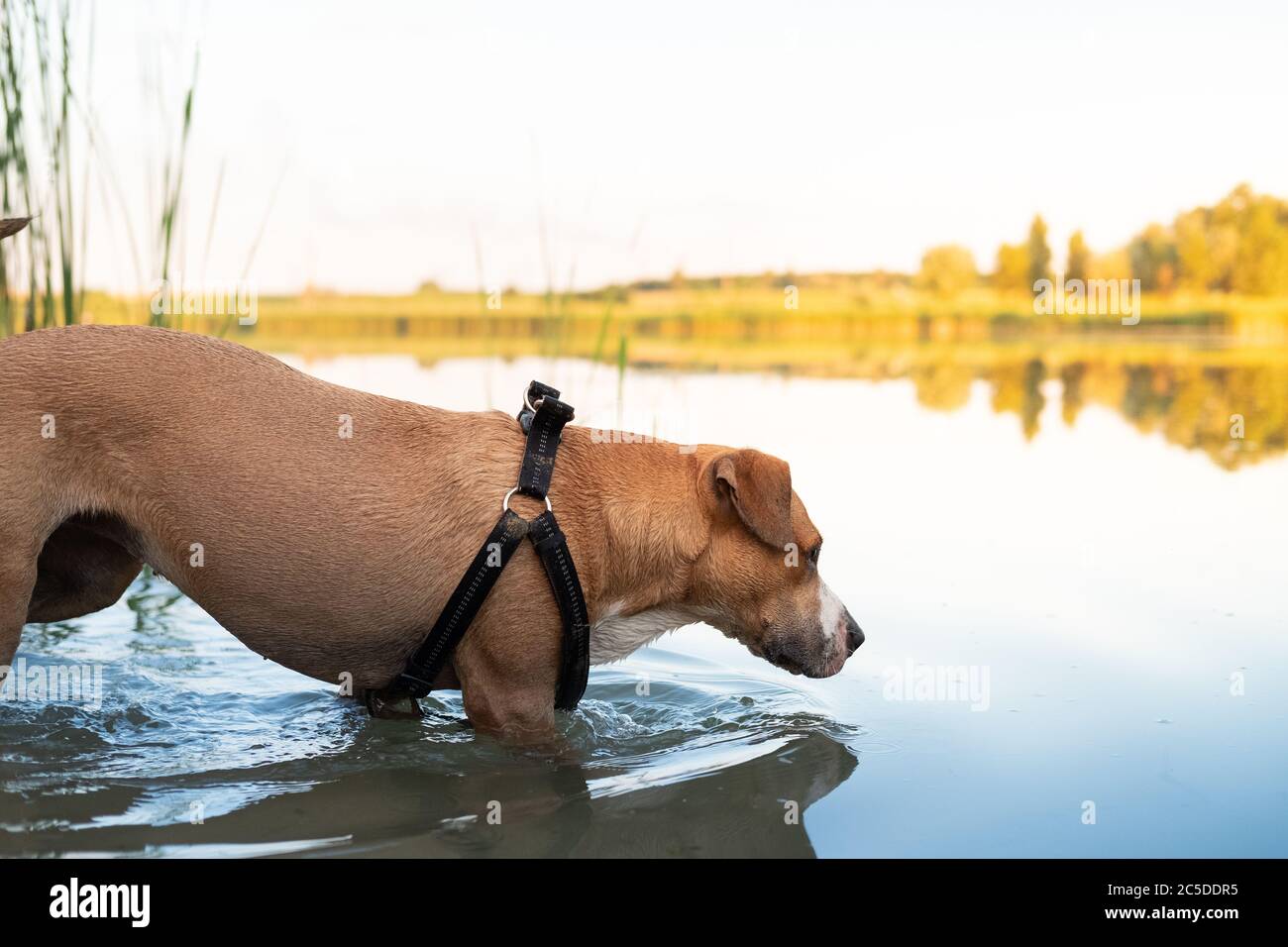 Dog cools down in a swamp on a hot summer day. Pets loving water ...