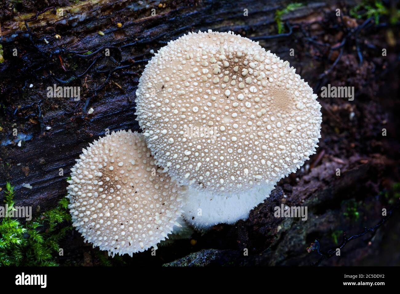 Common puffball fungus hi-res stock photography and images - Alamy