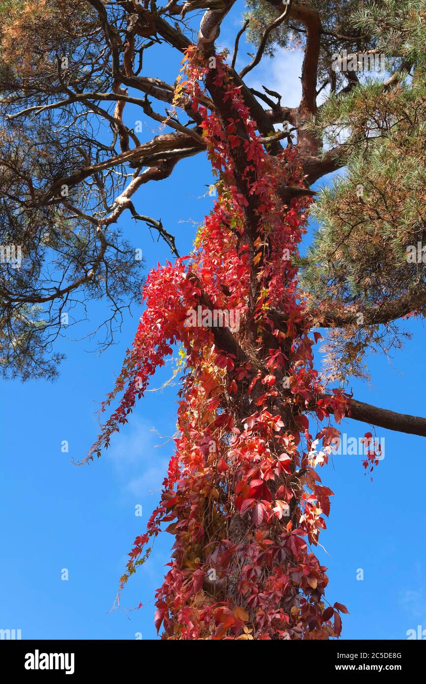 Pine tree in Jurmala, Latvia Stock Photo - Alamy