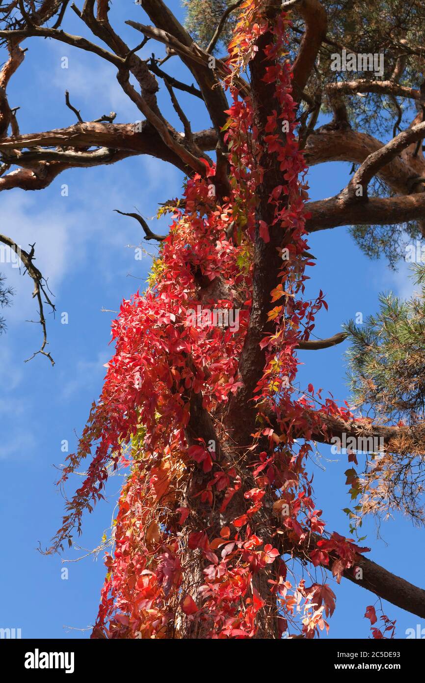 Pine tree in Jurmala, Latvia Stock Photo - Alamy