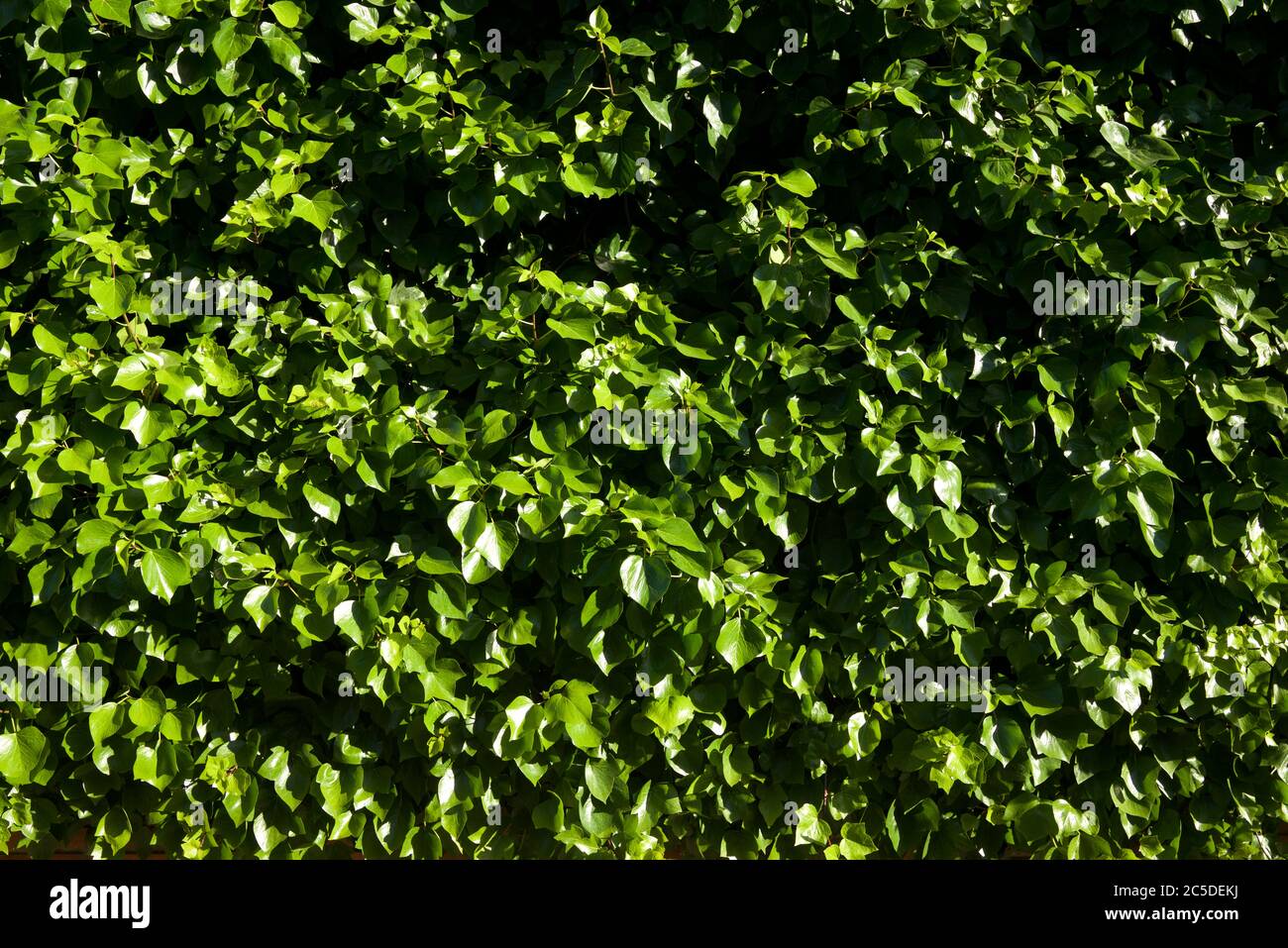 Ivy background at high resolution Stock Photo - Alamy