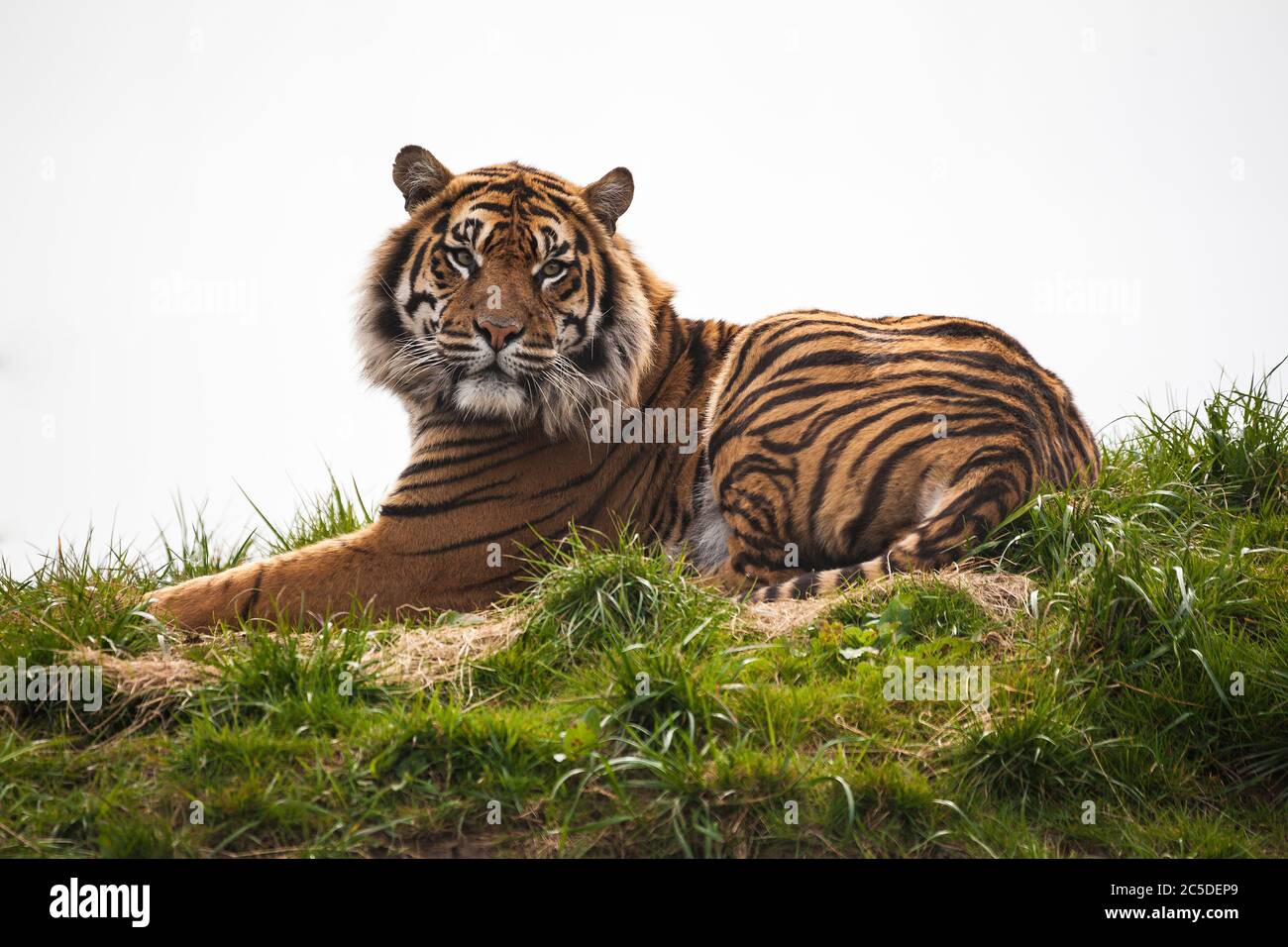 Head down front straight hi-res stock photography and images - Alamy