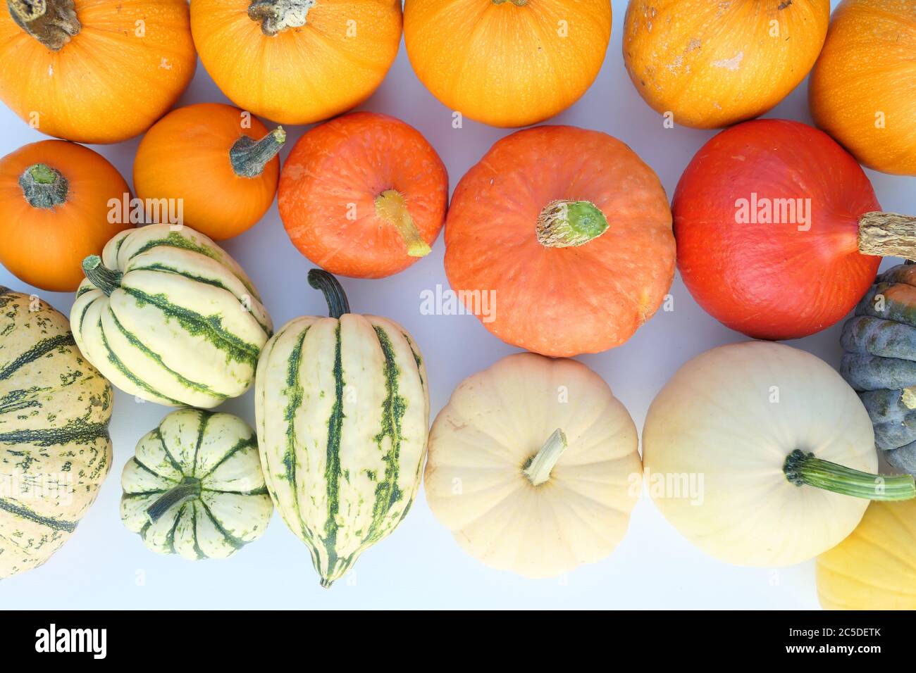 Pumpkins and squashes varieties food background Stock Photo - Alamy