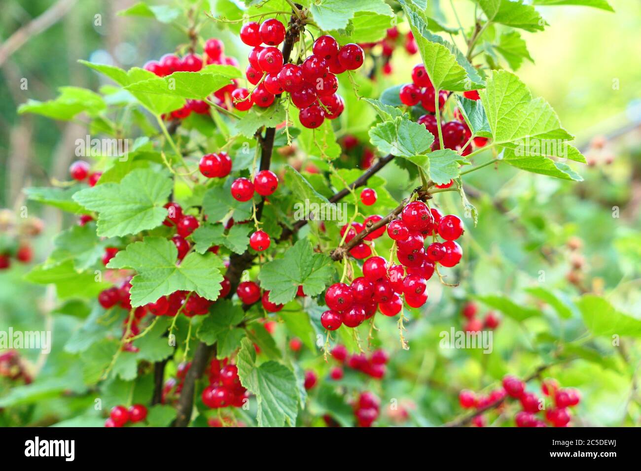 Currant ribes spicatum hi-res stock photography and images - Alamy