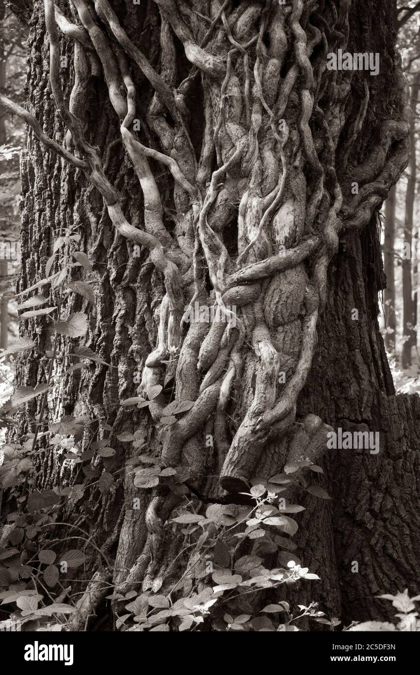 Common English ivy choking an oak tree that has been severed at the ...