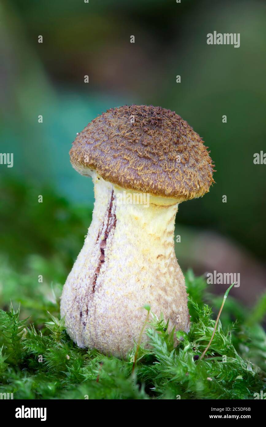 Woodland toadstalls hi-res stock photography and images - Alamy