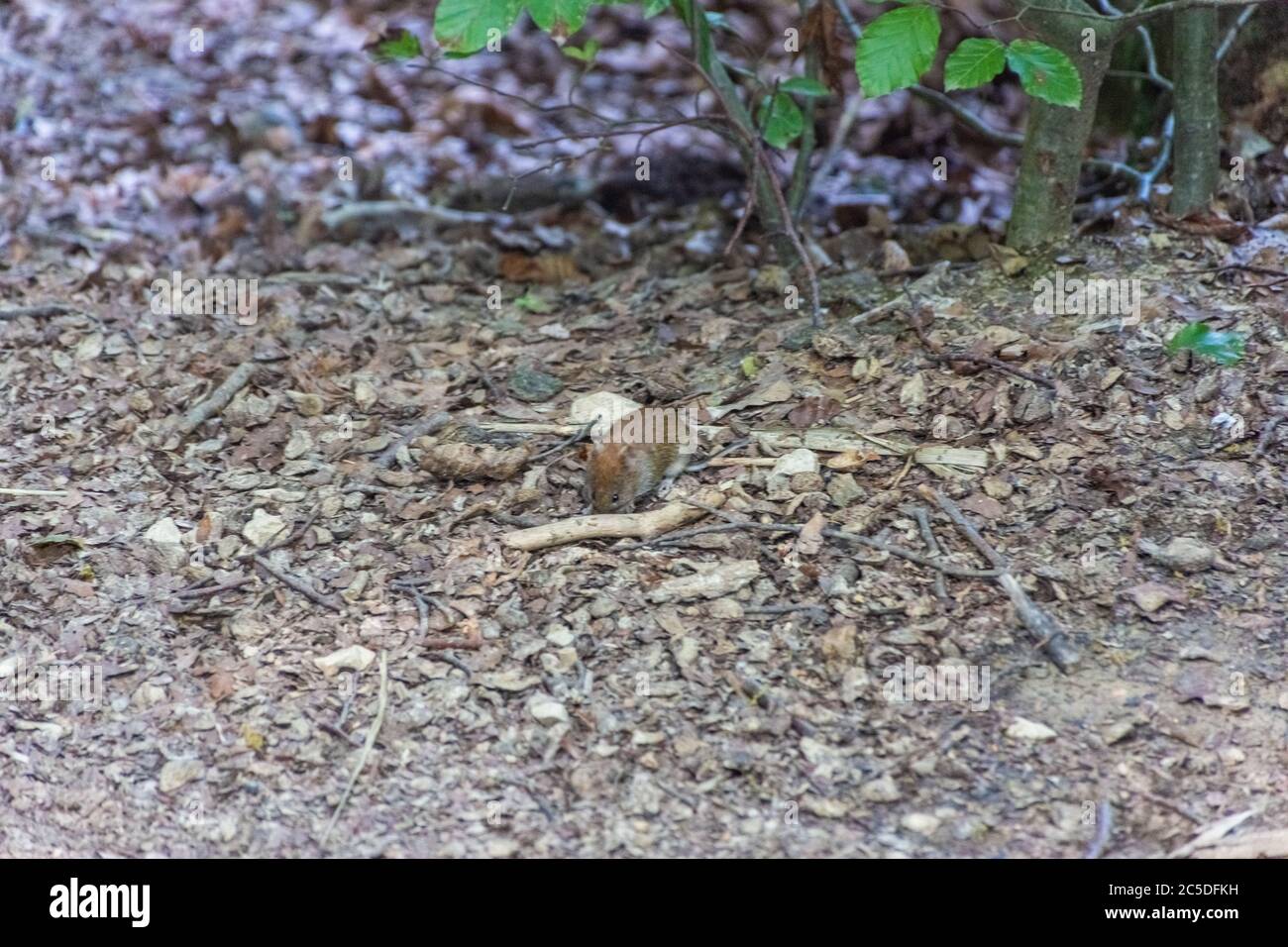 Mouse river lake hi-res stock photography and images - Alamy