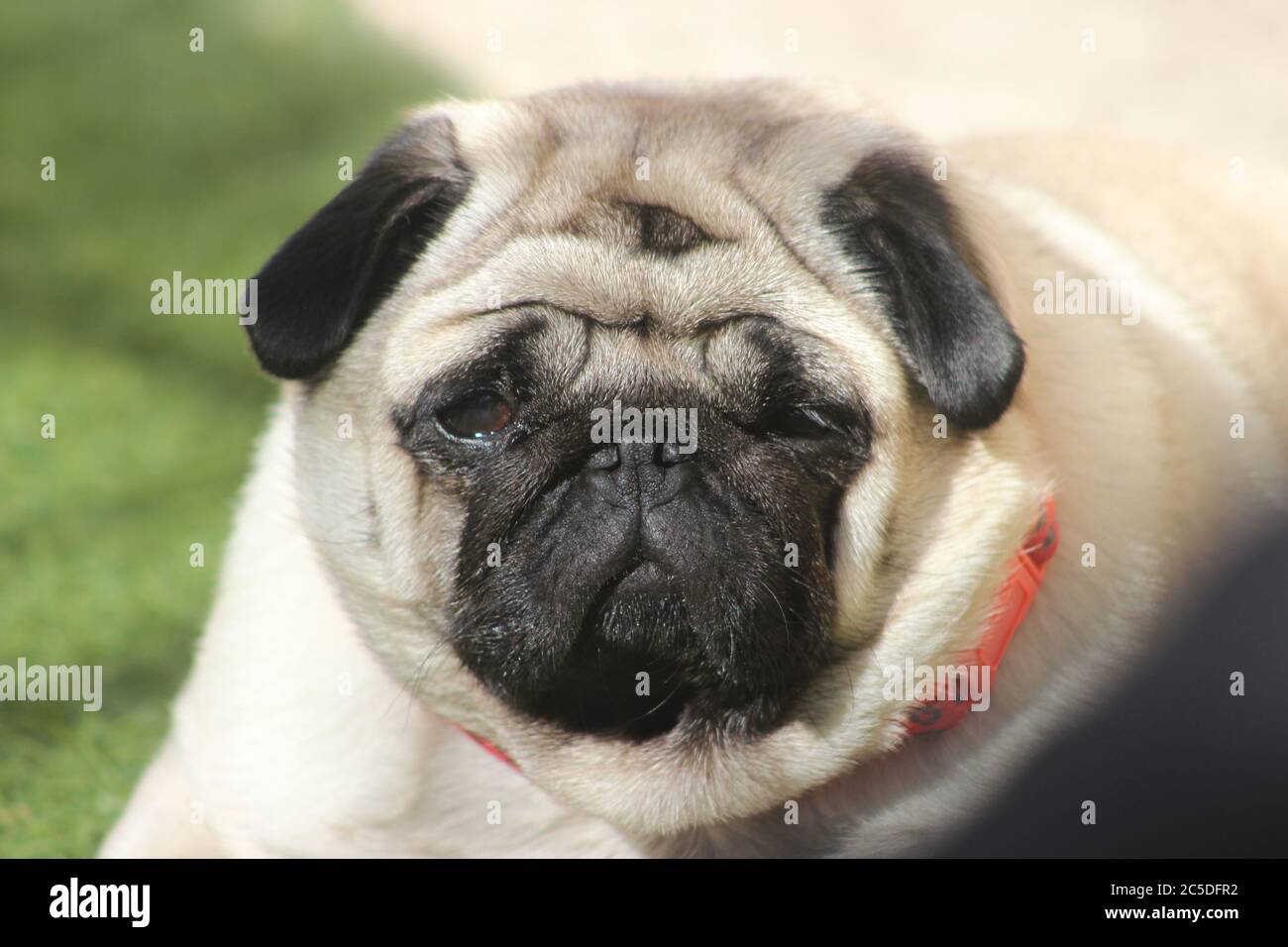Fawn female pug hi-res stock photography and images - Alamy