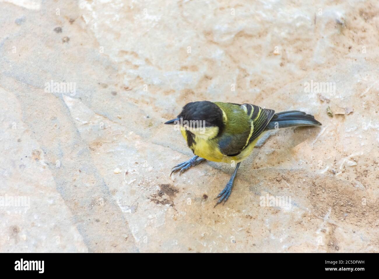 Little and colorful bird Stock Photo - Alamy