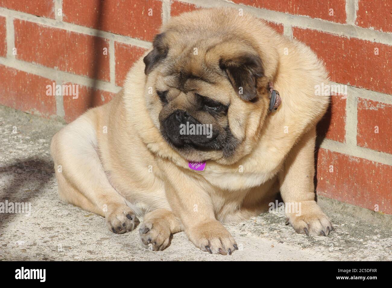 Male pug pictured sitting against a wall Stock Photo - Alamy