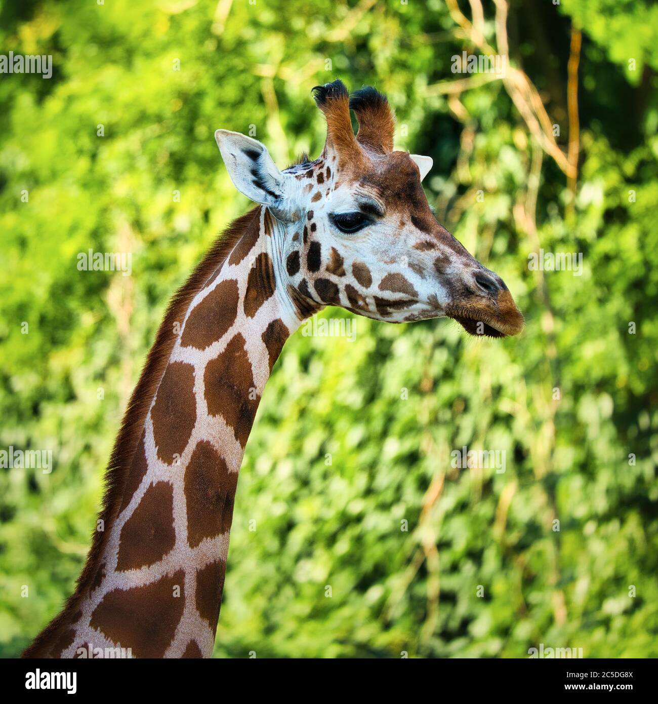 Giraffe side hi-res stock photography and images - Alamy