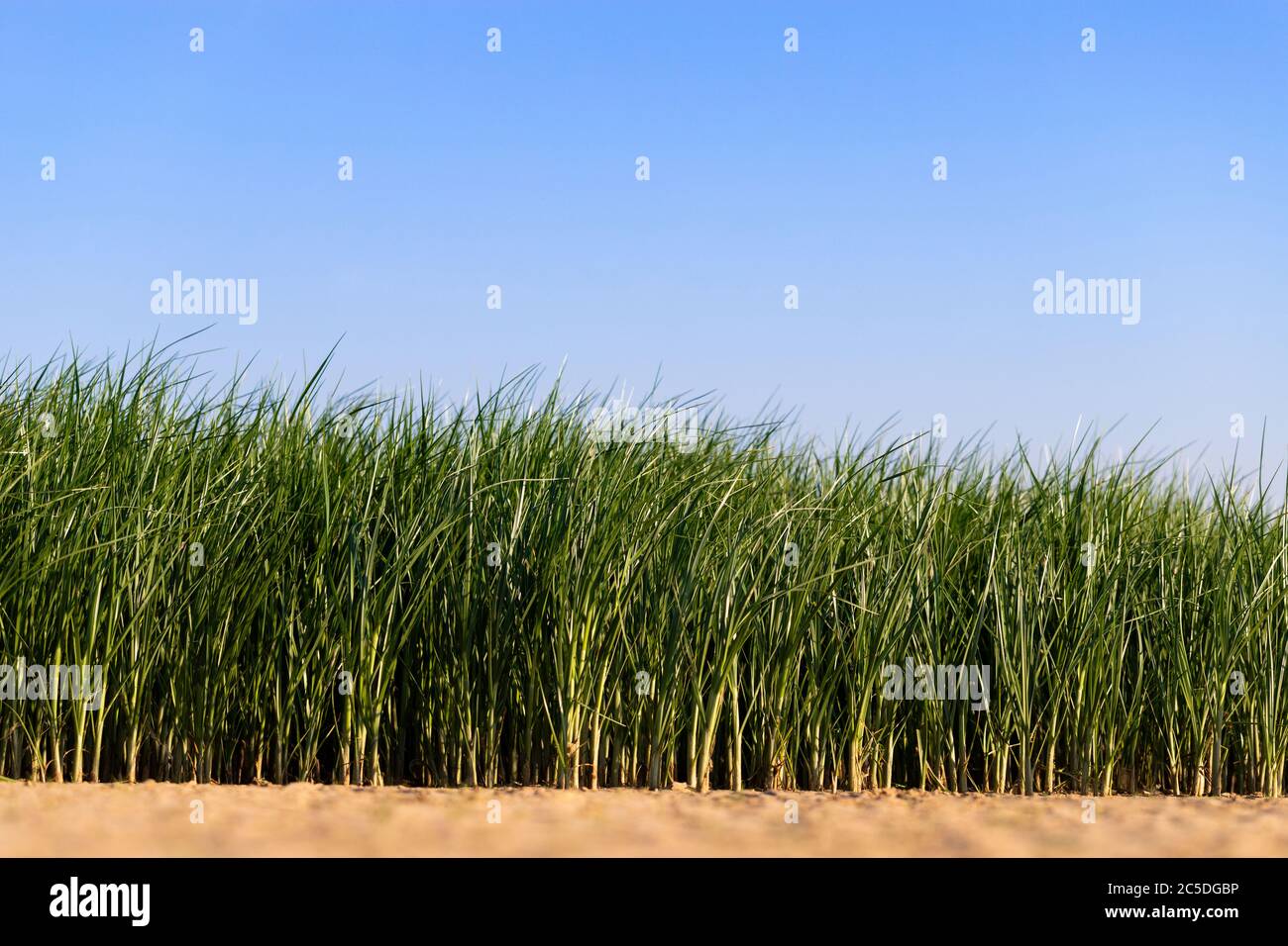 Reed grass background hi-res stock photography and images - Alamy