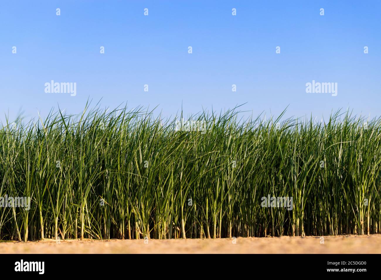 Fresh green reed with lush long leaves moving by wind on the beach over ...