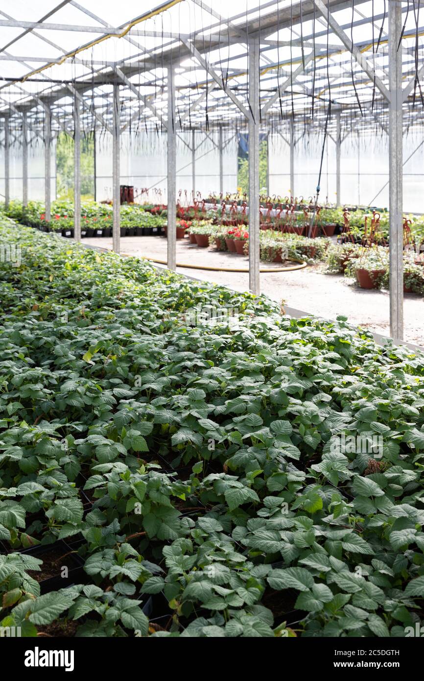 Raspberry Seedling High Resolution Stock Photography and Images - Alamy