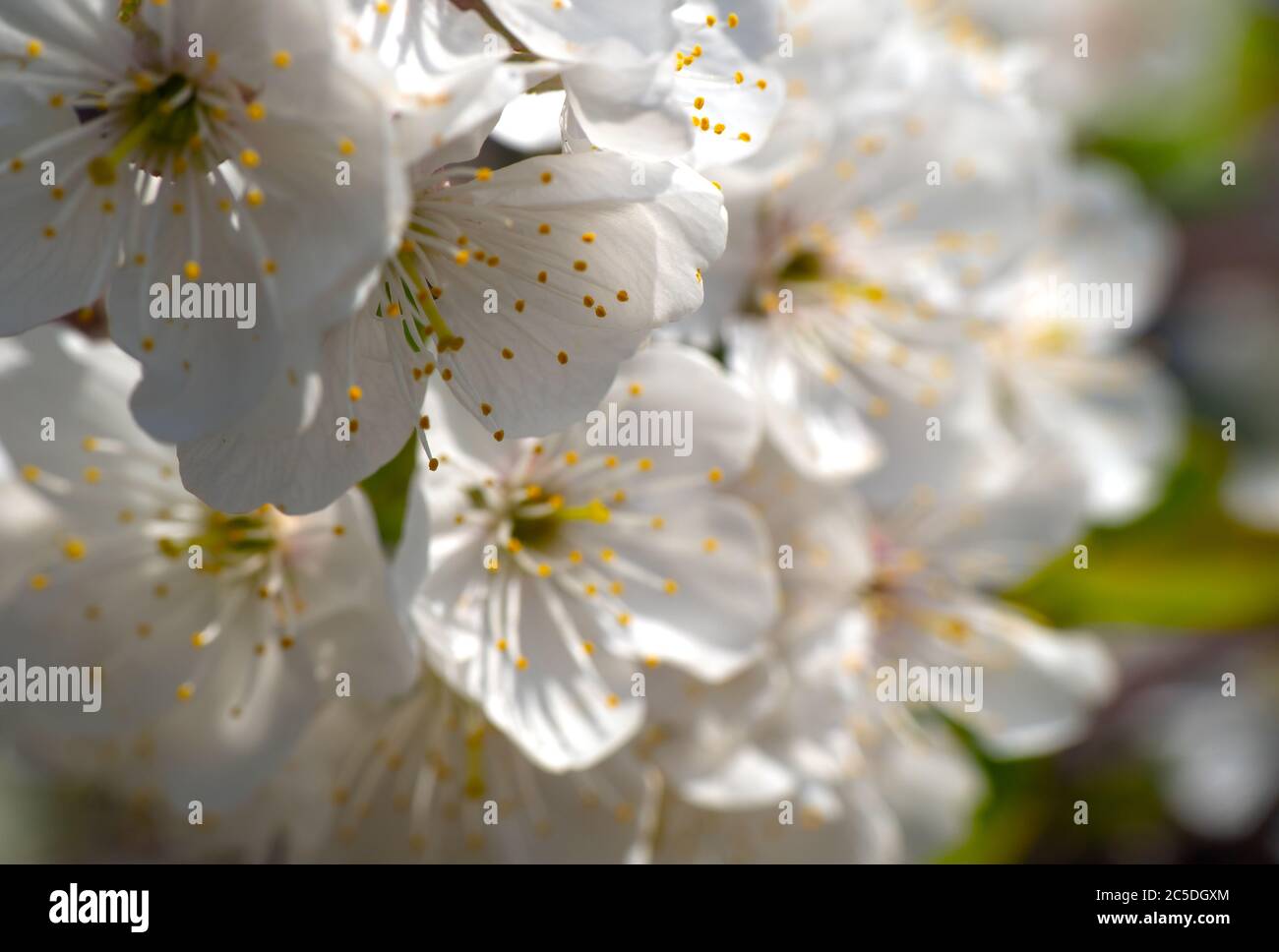 spring cherry flower tree macro close up Stock Photo - Alamy
