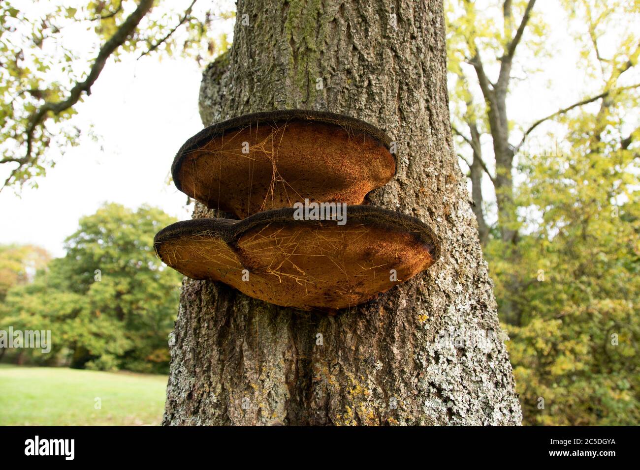 Large species of tree fungus hi-res stock photography and images - Alamy