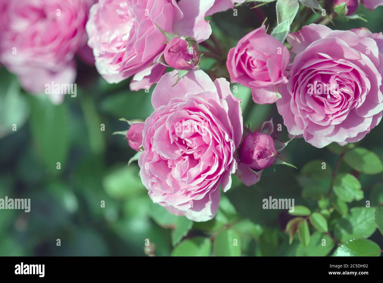 Cluster pink roses hi-res stock photography and images - Alamy