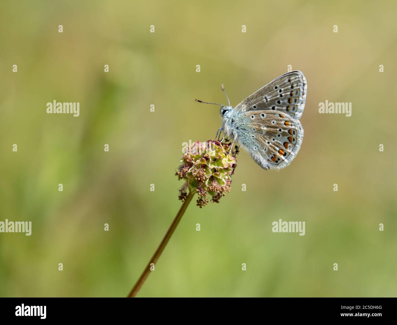 Common Blue Butterfly Resting Wings Closed Stock Photo - Alamy
