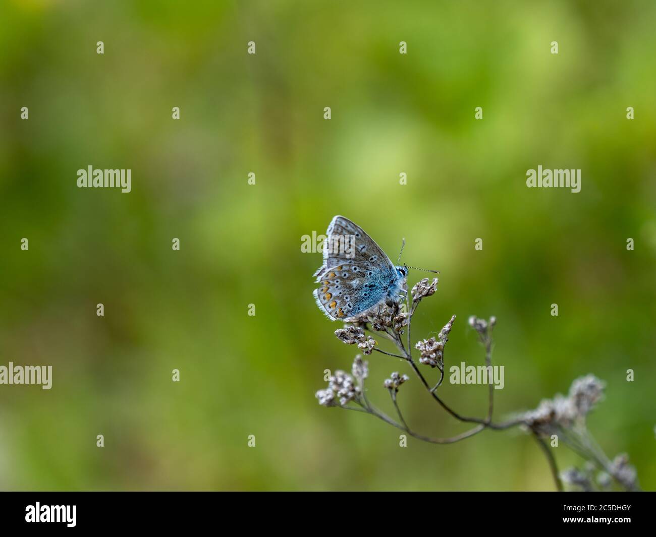 Common Blue Butterfly Resting Wings Closed Stock Photo - Alamy