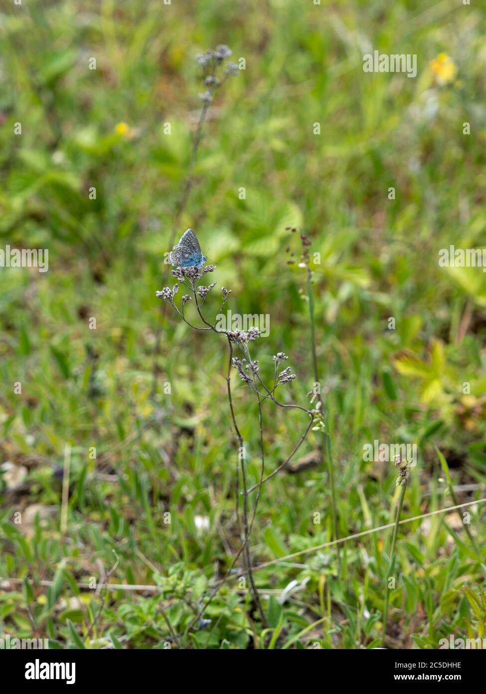 Common Blue Butterfly Resting Wings Closed Stock Photo - Alamy