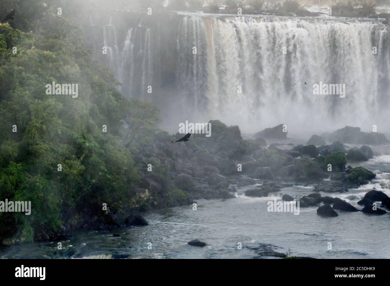Rainforest waterfall bird hi-res stock photography and images - Alamy