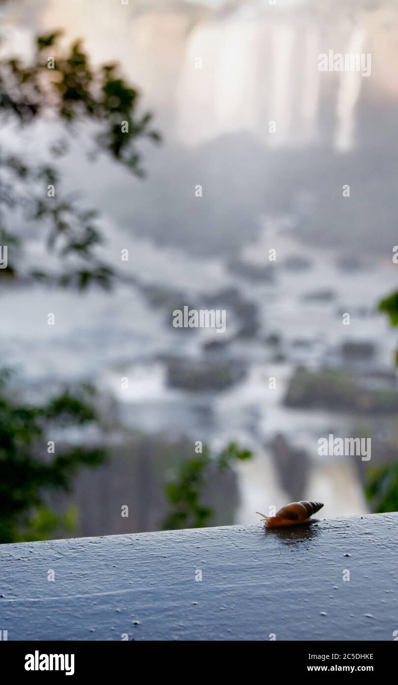Crawling snail on a railing before Iguacu waterfalls, narrow depth of ...