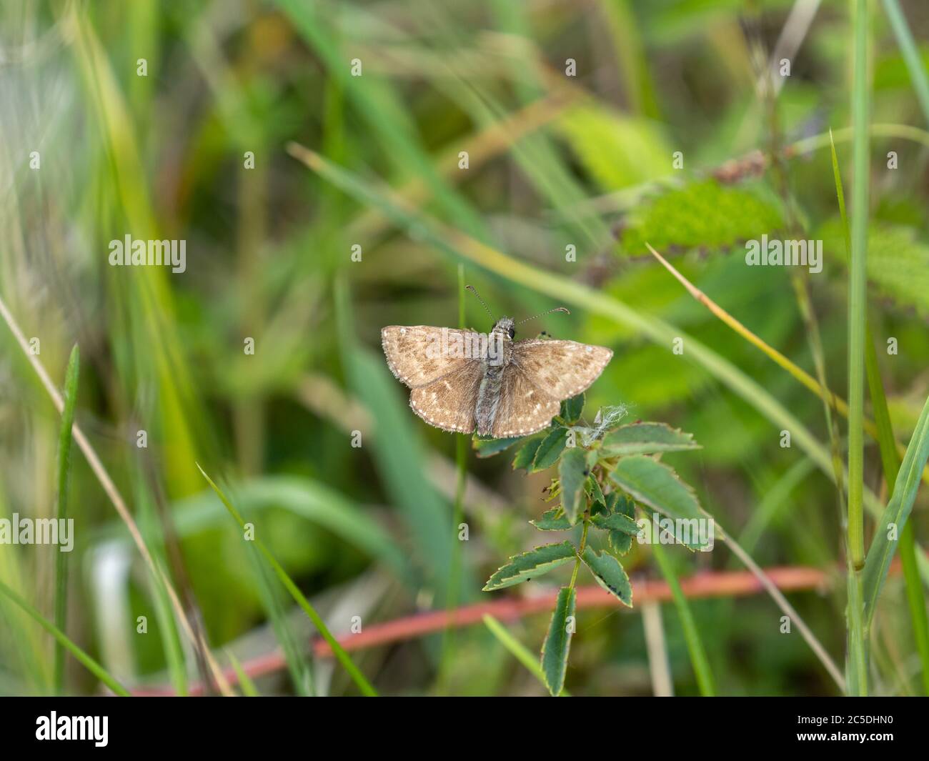 Dingy Skipper Resting in a Meadow Stock Photo - Alamy
