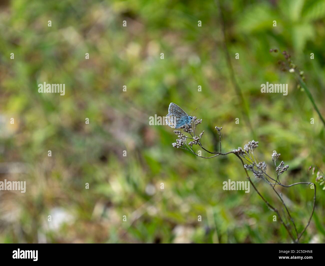 Common Blue Butterfly Resting Wings Closed Stock Photo - Alamy