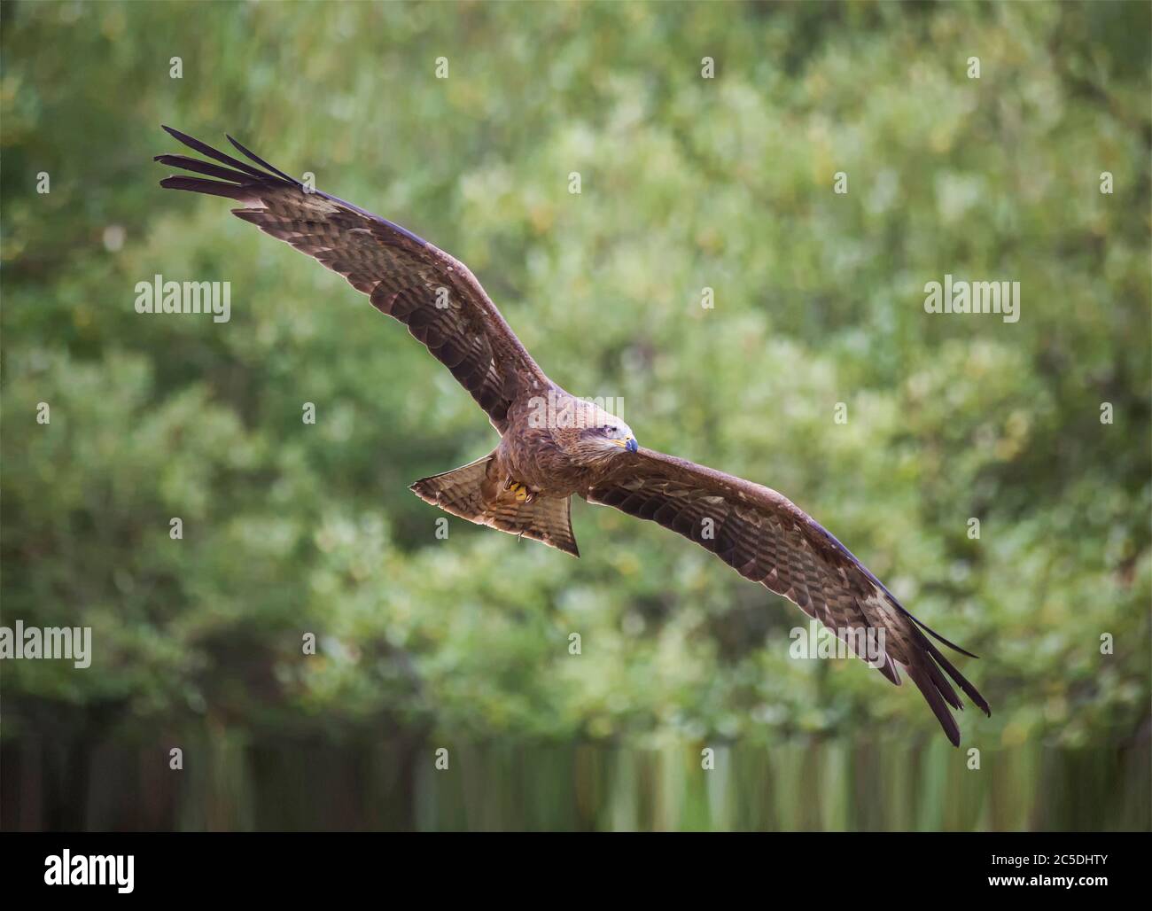 Black Kite (Milvus migrans) raptor bird of prey flying with spread ...