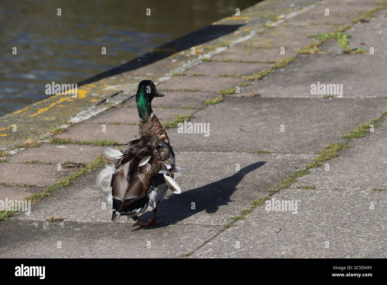 Walking on parapet hi-res stock photography and images - Alamy