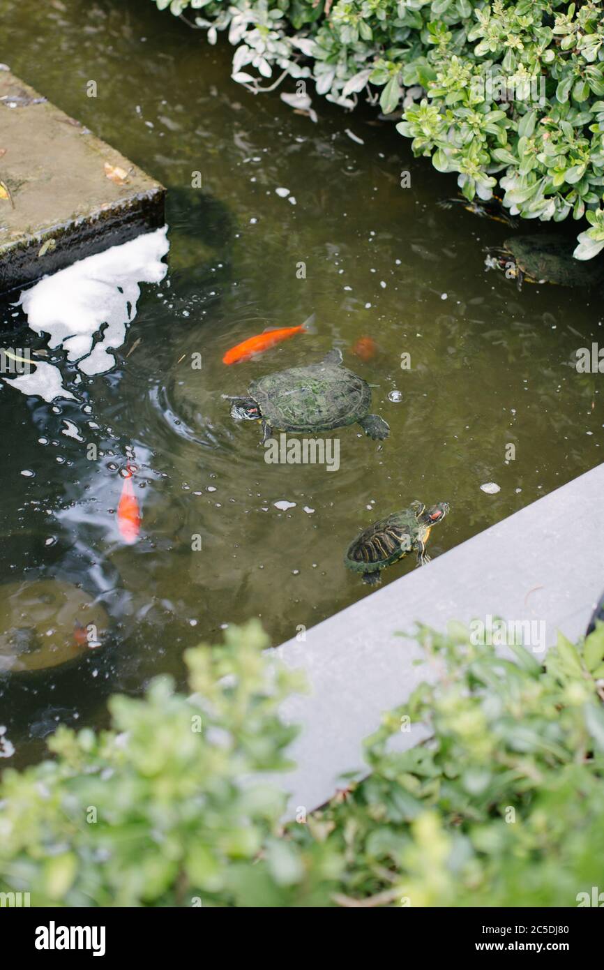 Orange fish and water turtles. They swim in their pond in the forest ...