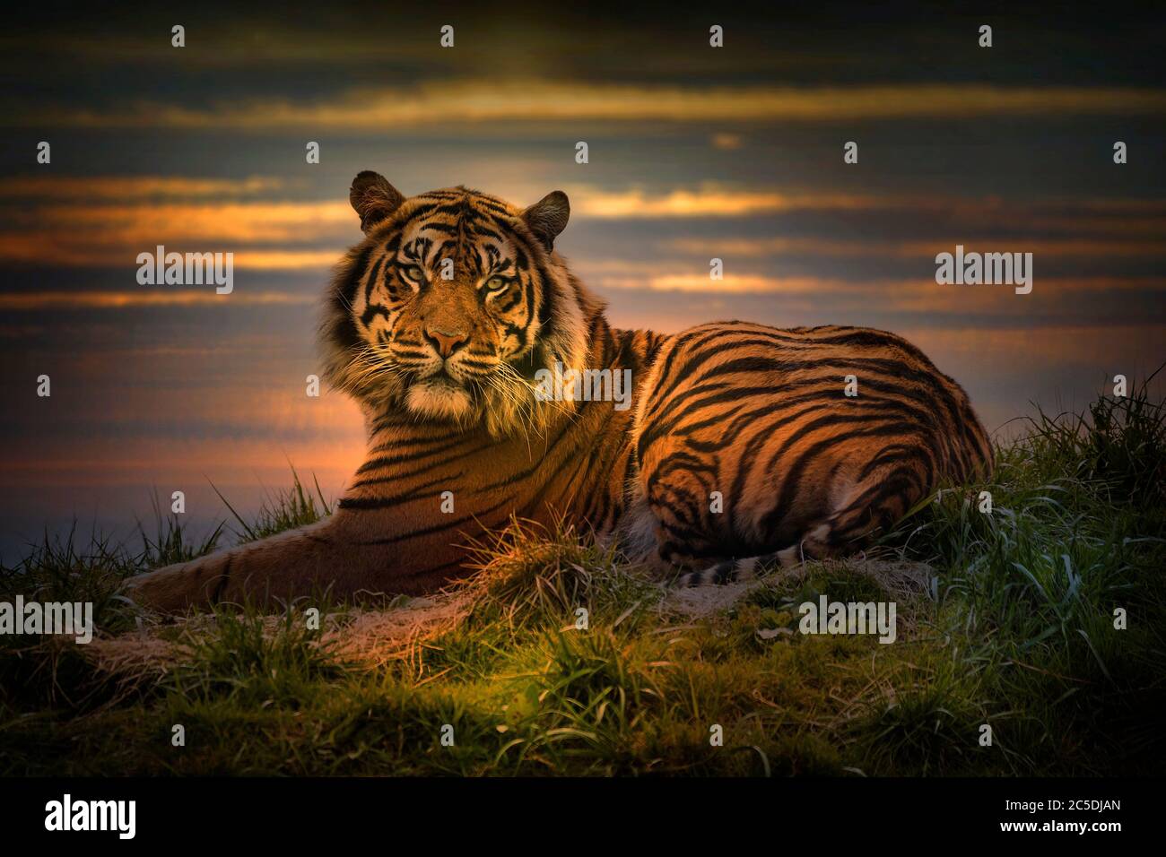 Tiger laying down resting at sunset staring looking straight ahead ...