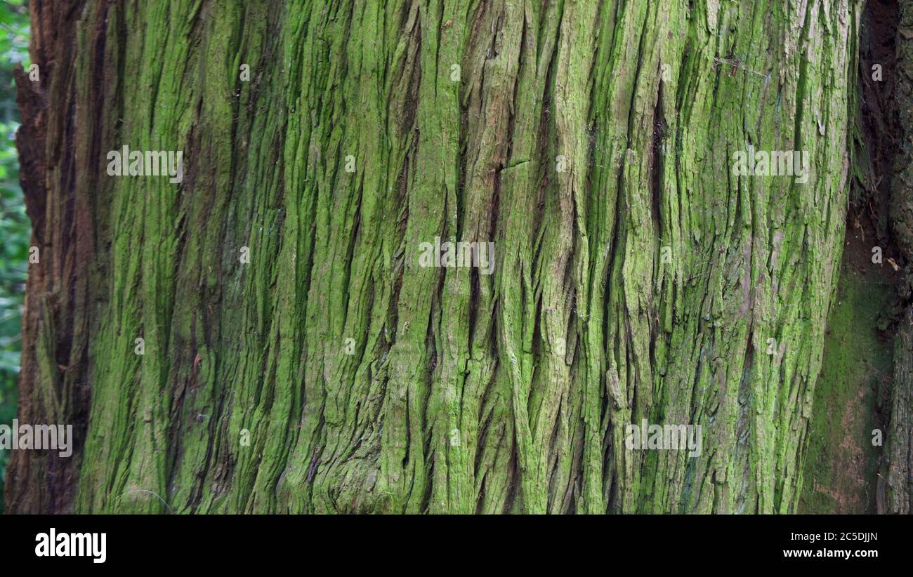 Beautiful tree trunk background with wood covered in green lichen ...