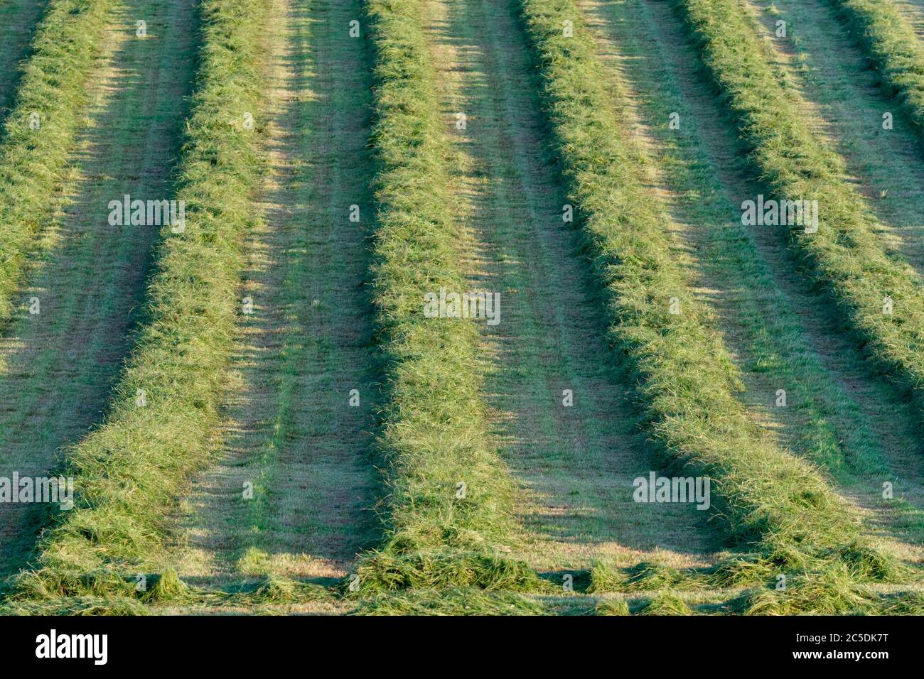 Grass silage cutting hi-res stock photography and images - Alamy