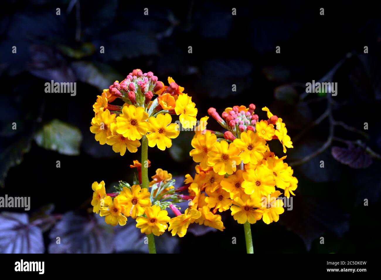 Yellow Primula Bulleyana (Bulley's Candelabra Primrose) flowers grown ...