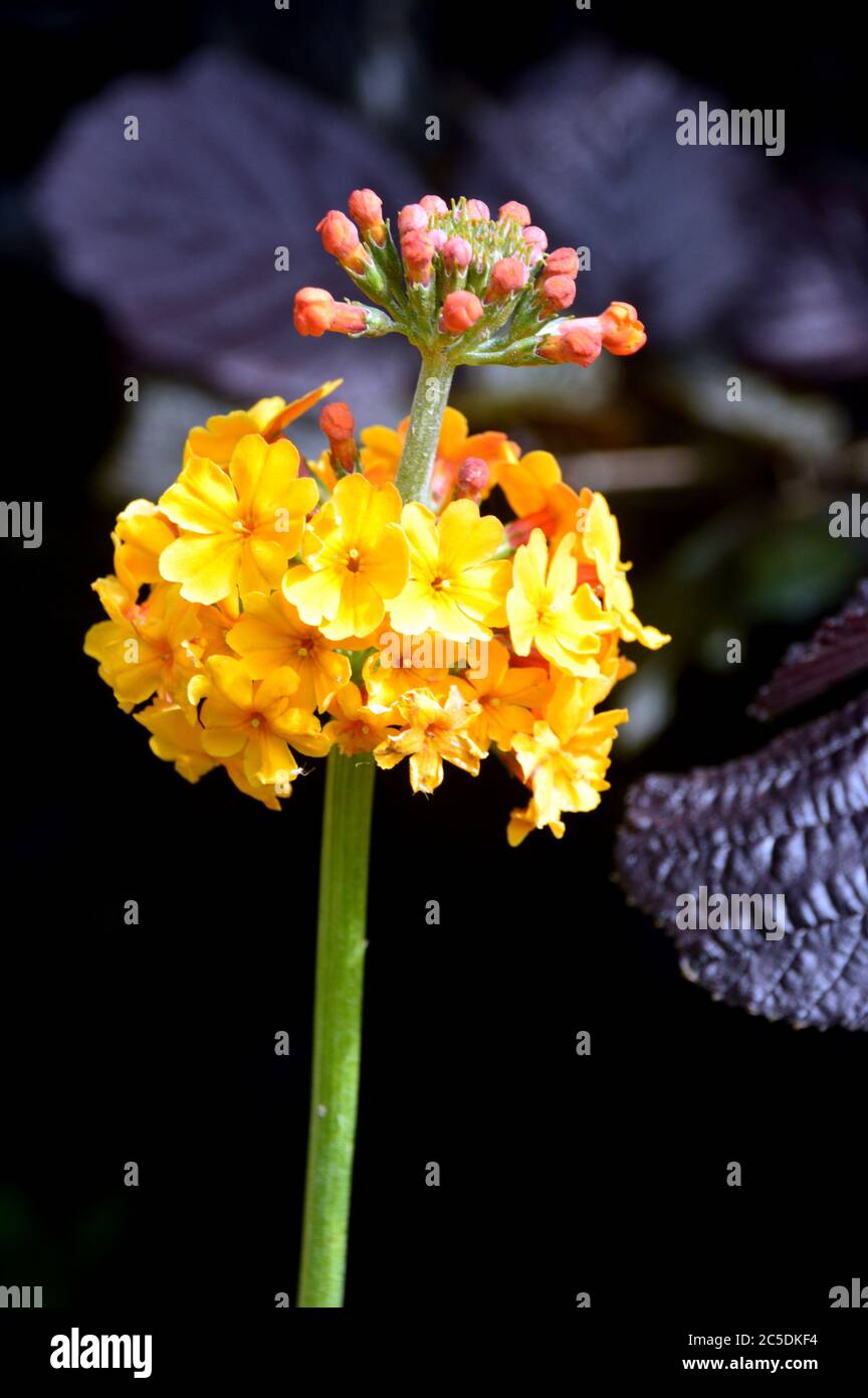 Yellow Primula Bulleyana (Bulley's Candelabra Primrose) flowers grown ...